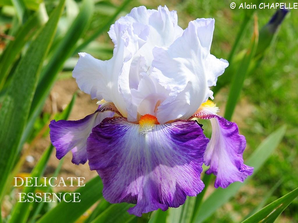 Le Jardin d'Iris Bubry (56), nos Créations